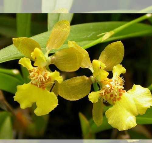 Oncidium Uniflorum миниорхидея