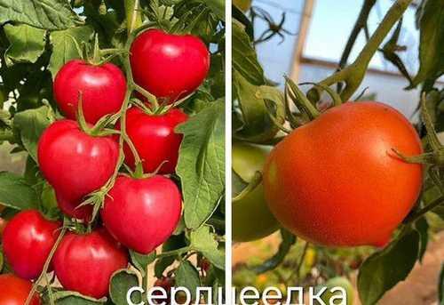 Семена томатов Запуняка,Мамонтенок,Сердцеедка
