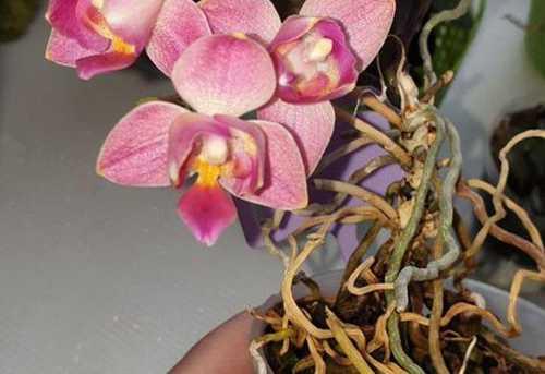 Орхидея фаленопсис перолик