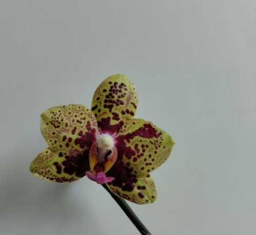 Орхидея фаленопсис MCL160. Mituo Diamond 578-10