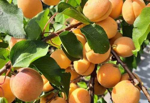 Саженцы абрикосов и сливы