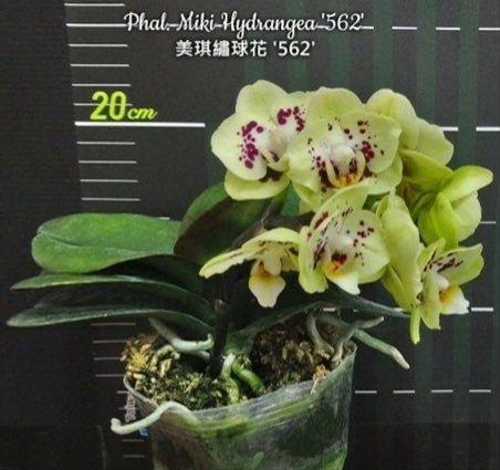 Орхидея В38 Phal. Miki Hydrangea '562'