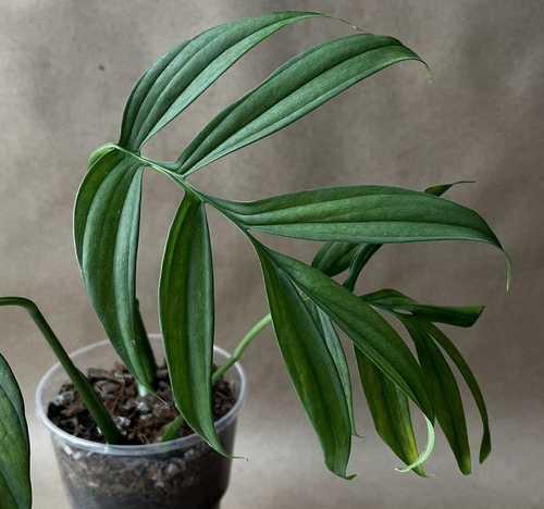 Монстера тонкая (Monstera tenuis)