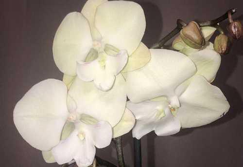 Шикарная лимонно кремовая орхидея Биг Лип