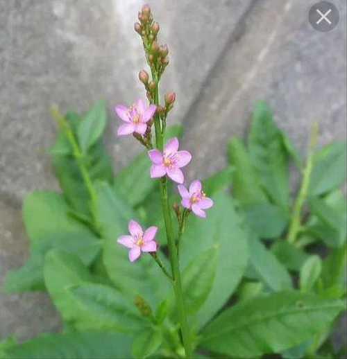 Талинум метеaльчатый (Talinum puniculatum)