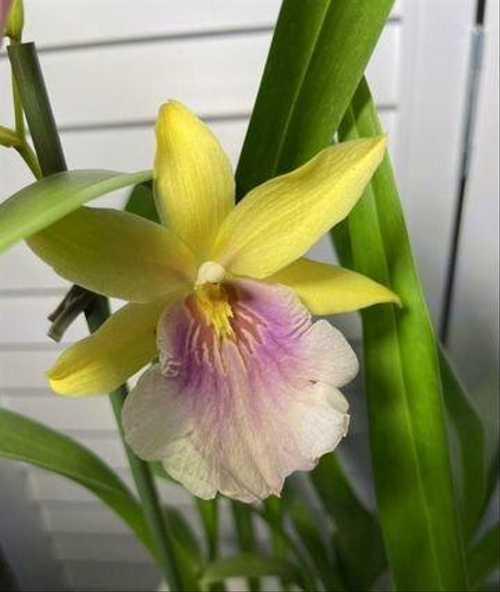 Орхидея мильтония
