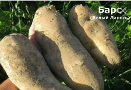 Семенной картофель Барс(Лапоть)