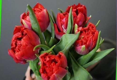 Потрясающие тюльпаны к международному женскому дню