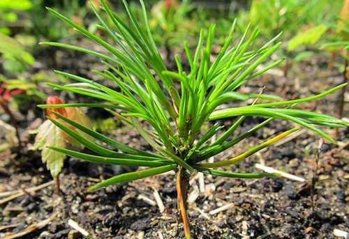 Кедр корейский (лат. Pinus koraiensis) 2023 год пр