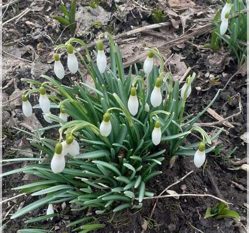 Галантус (подснежник) 50 луковиц