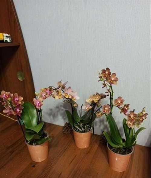 Орхидея фаленопсис Парфюмерная Фабрика, 2 ствола