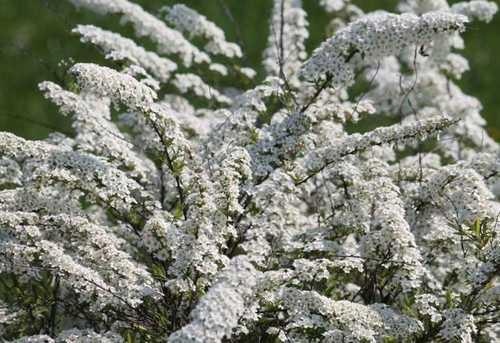 Спирея грейфшейм /Спирея
