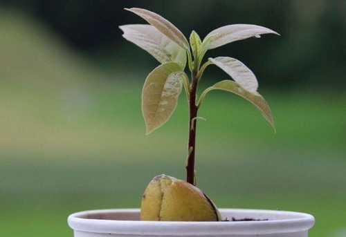 Авокадо растение много