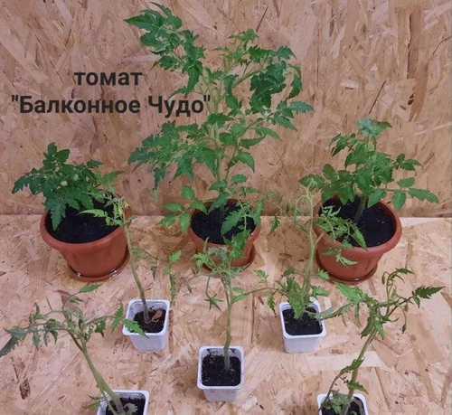 Помидоры томаты черри рассада