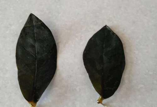 Замиокулькас черный равен лист с корнем,эухарис
