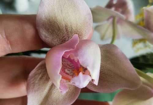Орхидея смоки пинк