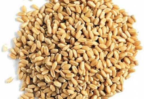 Семена яровой мягкой пшеницы алабуга