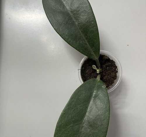 Хойя albiflora