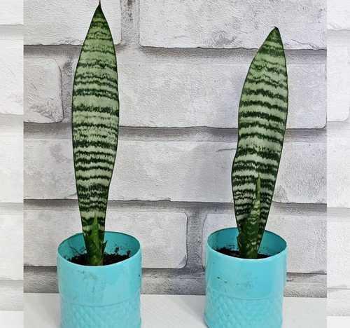 Сансевиерия (Sansevieria)