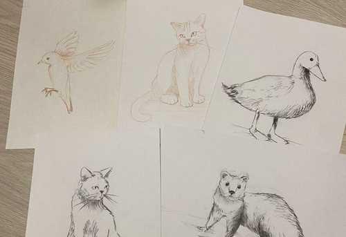 Зарисовки животных