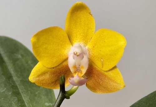 Орхидея Phal Mainshow Unique orange