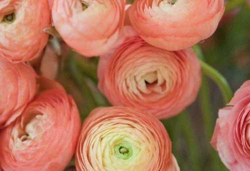 Лютики 12 сортов,тюльпаны, фрезия и др цветы