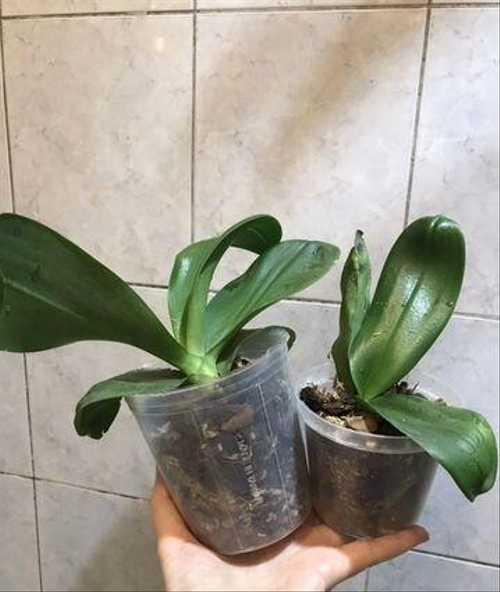 Орхидея фаленопсис Паваротти или Монтрё