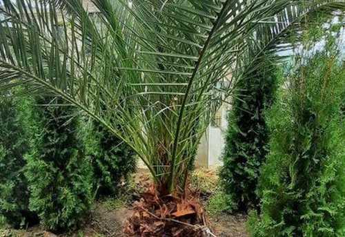 Финиковая пальма канариан