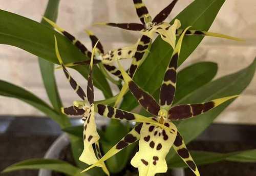 Орхидея дендробиум,Брассия паук''