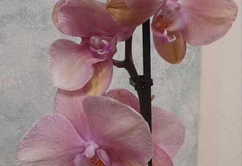 Орхидея фаленопсис Сапорита