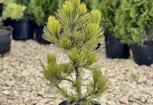 Сосна черная "Нана (Pinus nigra Nana)" С3