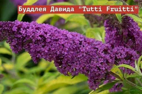Буддлея Давида Tutti Fruitti С3 20-30 см