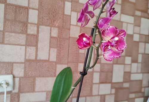 Орхидея фаленопсис интрига