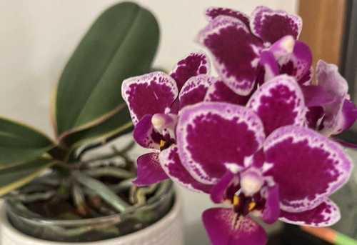 Орхидея Фаленопсис вариегатный Chia E Yenlin