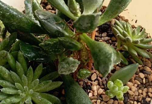 Суккуленты Адромискус (Adromischus)