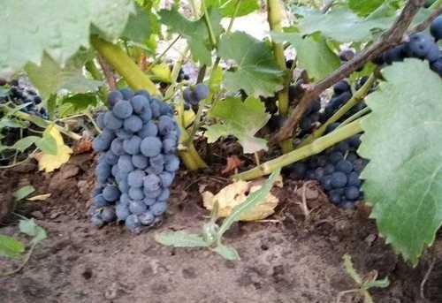 Вегетирующие саженцы винограда винных сортов