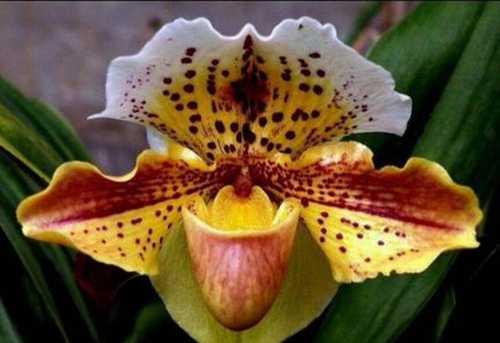 Орхидеи (вторая жизнь)