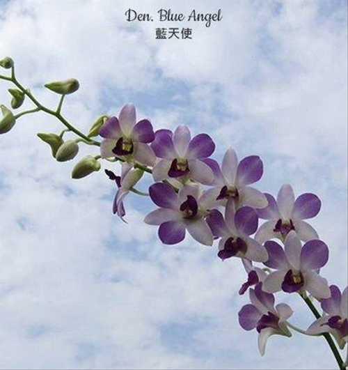 Орхидея Den. Blue Angel