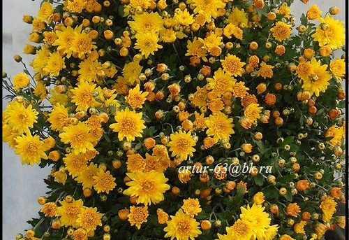 Хризантема каскадная желтая
