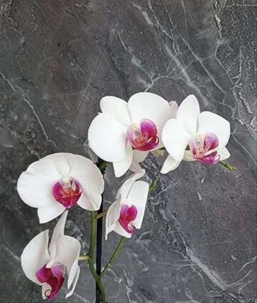 Орхидея фаленопсис ред лип
