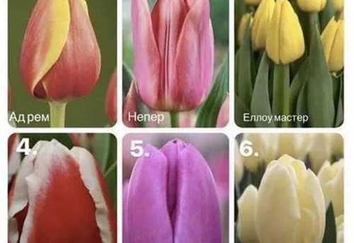 Тюльпаны,гладиолусы,георгины и др на посадку