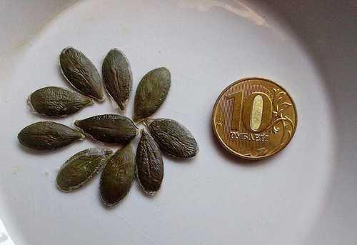 Семена голосемянной тыквы
