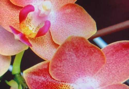 Орхидея фаленопсис Ароматные