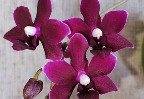 Орхидея фаленопсис Black pearl