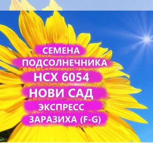 Семена подсолнечника нсх 6054 Гибрид нс, Волгоград