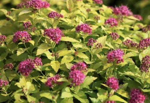 Спирея японская Spiraea japonica саженцы