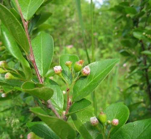 Кизильник блестящий Люцидус