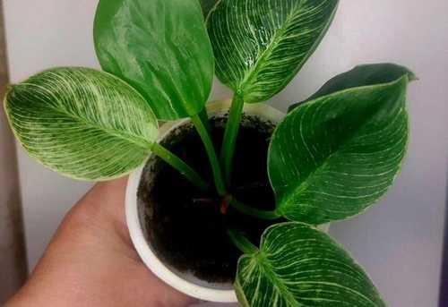 Комнатные растения филодендрон, сингониум