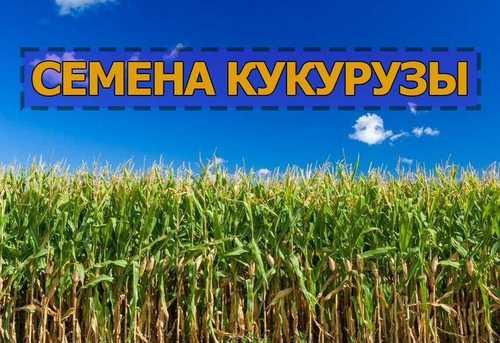 Семена гибрида кукурузы нр 271 мв