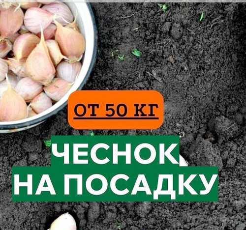 Чеснок Добрыня, Любаша, Павел